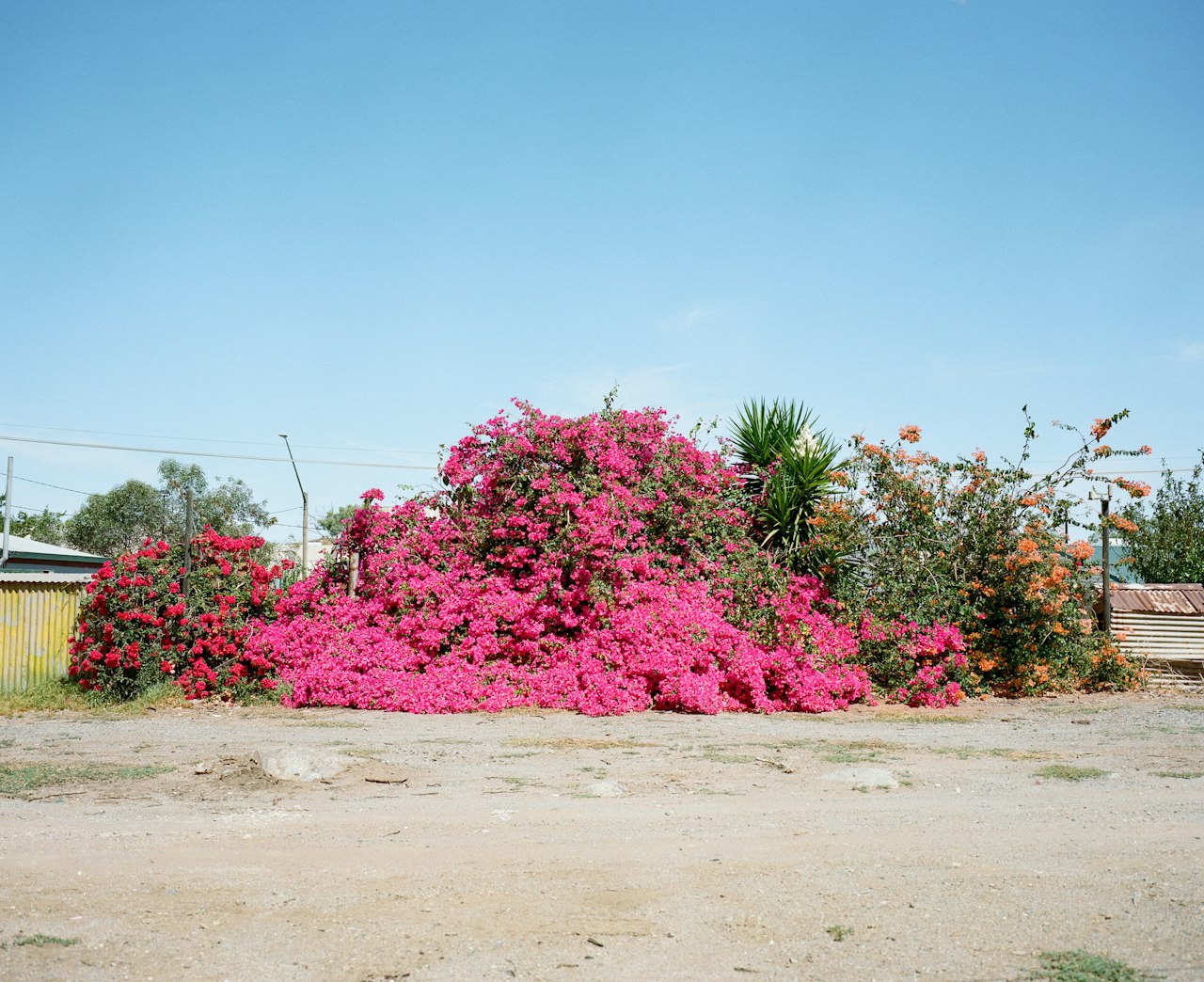 The Collective Force